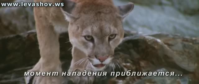 Никогда не сдавайся! Даже если нет надежды !!!