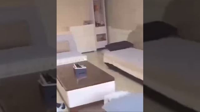 Коты в деле 😎