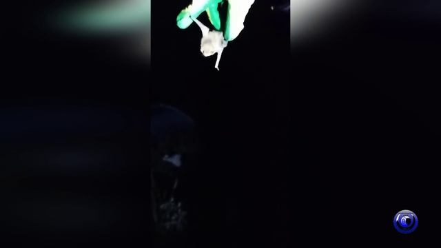 Эхо дятла. Фильм о том, как стремление к цели дает результат.