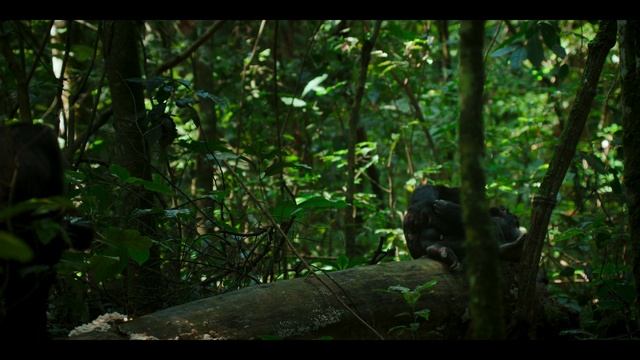 Империя шимпанзе 1 серия «Рай» (документальный сериал, 2023)