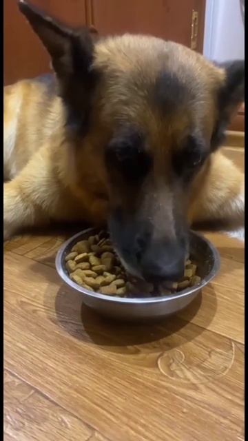 Зачем есть мясо с картошкой?Совет от Лукашенко.