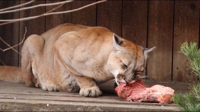 Необычный подарок. Из серии «Ох уж, эти животные!"