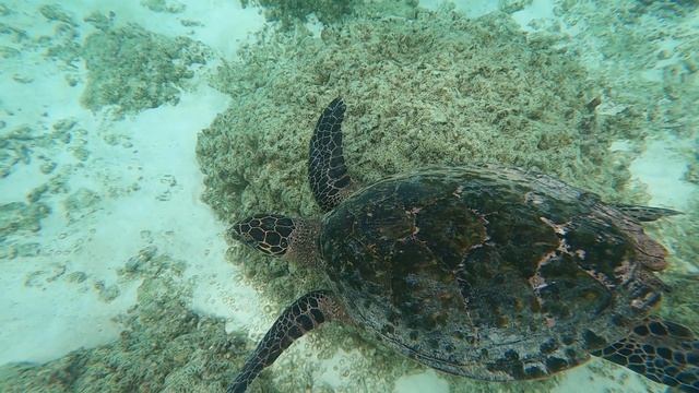 Встреча с мальдивскими черепахами 🐢 🌞
