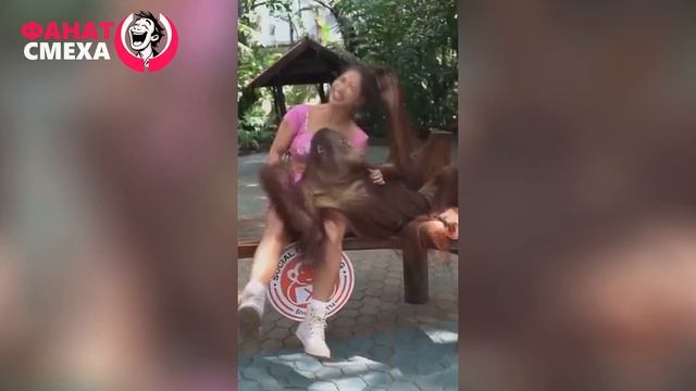 Кавалер-орангутан