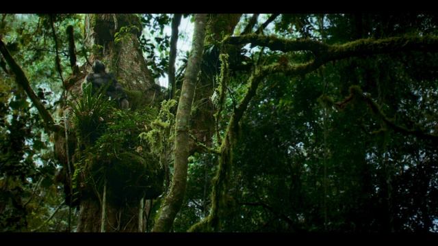 Империя шимпанзе 3 серия «Война» (документальный сериал, 2023)