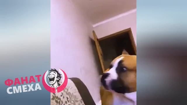 Прикольные драки котов с сабаками