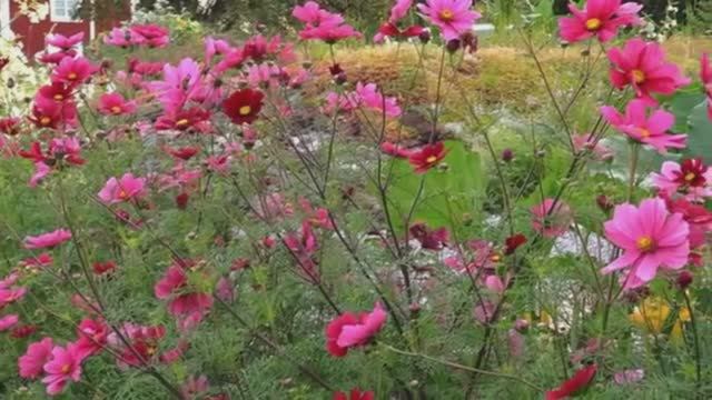 Посеем космею правильно!