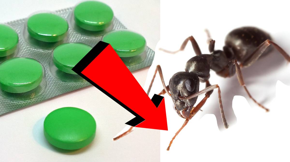 Как избавиться от муравьёв За 3 Секунды!!!