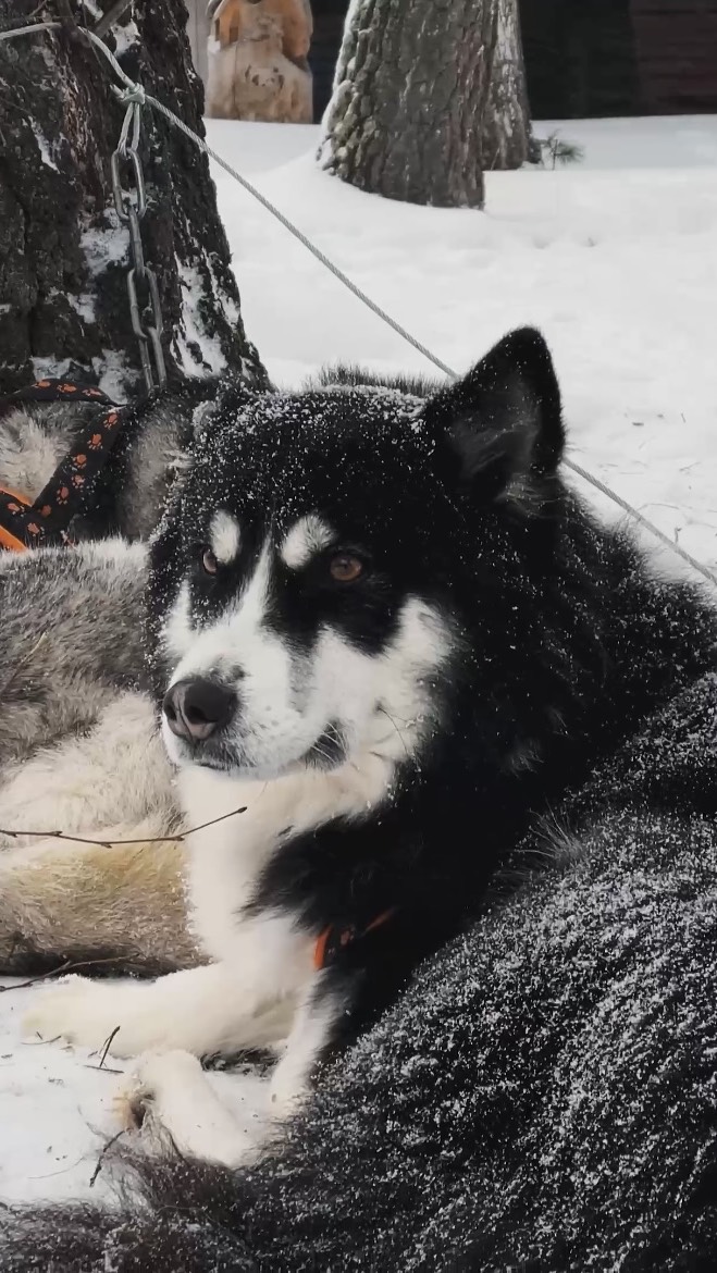 Интересные активности в парке Околица! Как я встретил хаски.mp4