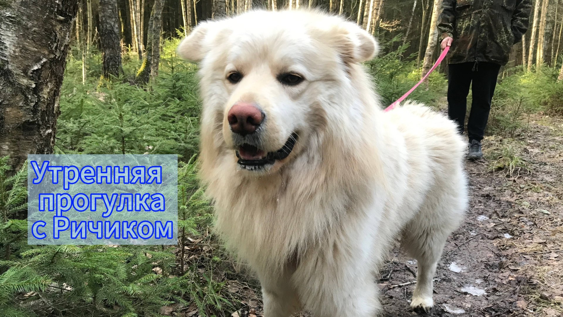 Утренняя прогулка с Ричиком. Звуки леса, деревни, пение птиц