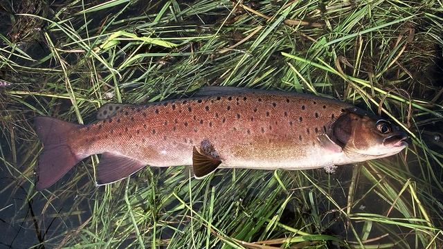 "КИНОТЕАТР РЫБОЛОВА" Лососи. Часть 4