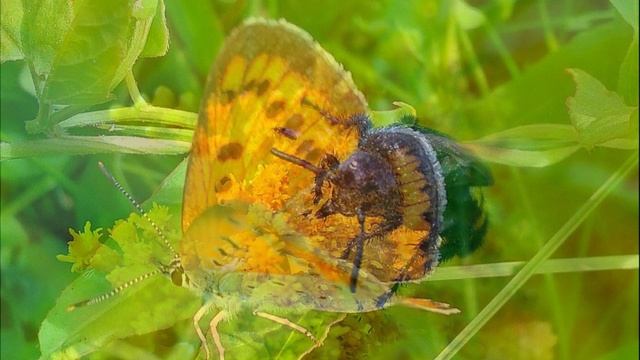 Родник. Видеореплика об отношениях природы и человека.