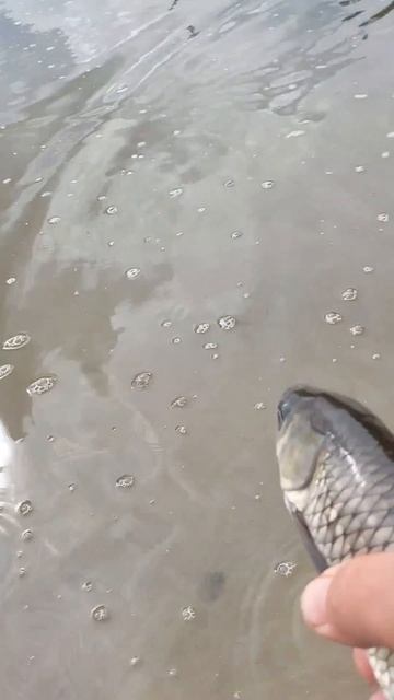 Зарыбление. Белый амур.