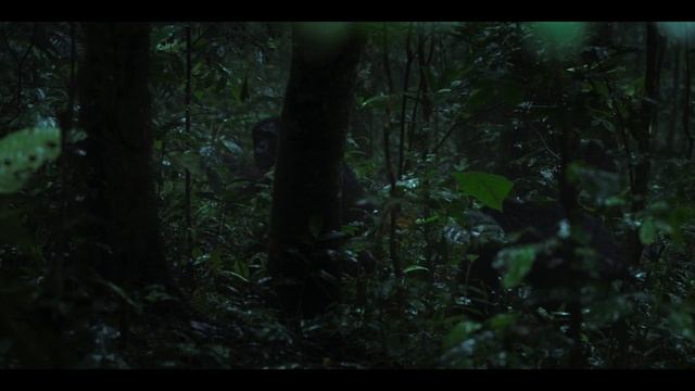 Империя шимпанзе 4 серия «Расплата» (документальный сериал, 2023)