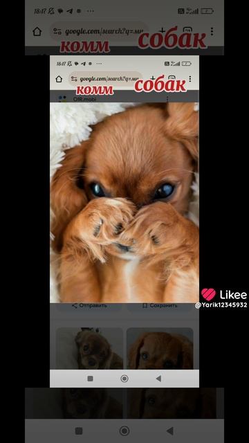 кого ты любишь из животных