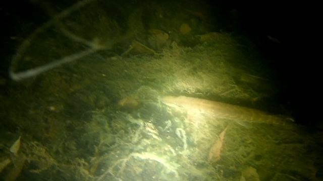 По ту сторону воды 4