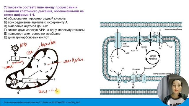 Митохондрии. Задачи