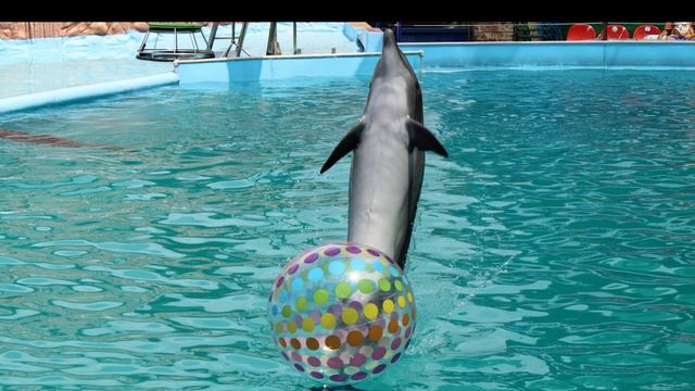 Ангелы моря   ... или кто умеет летать.