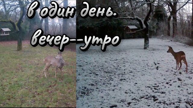 В один день,вечер, утро.