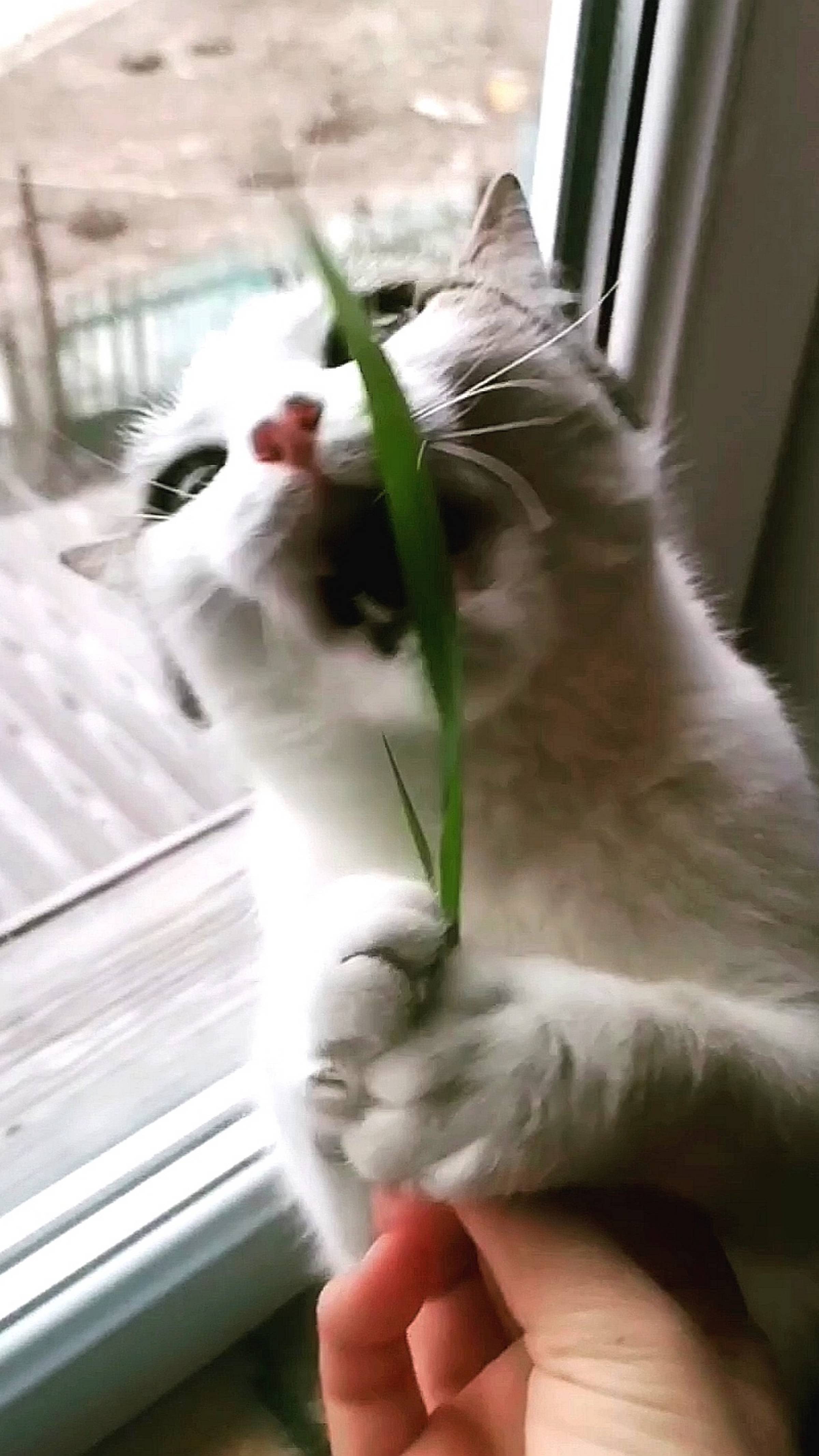 Когда кошка Грейси соскучилась по свежей травке😻. #кошка #кошка ест травку# кошка играет