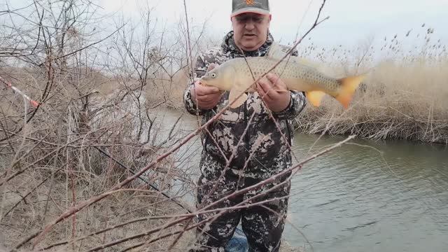 Сазанчик на жмыховку.