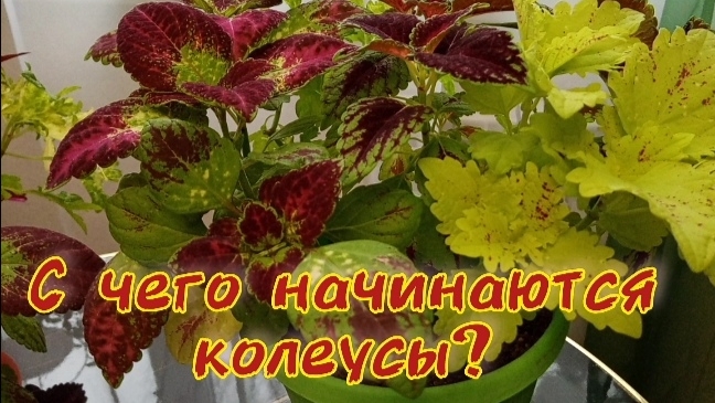 Вырастить колеус просто! Методы размножения колеусов.