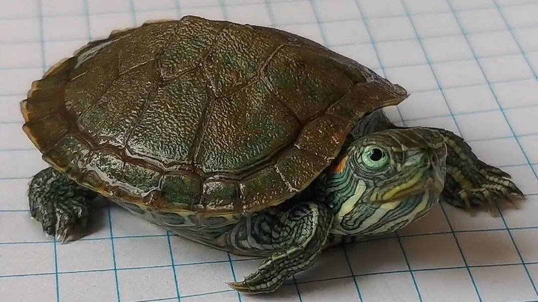 Красноухая черепаха 🐢 Манго