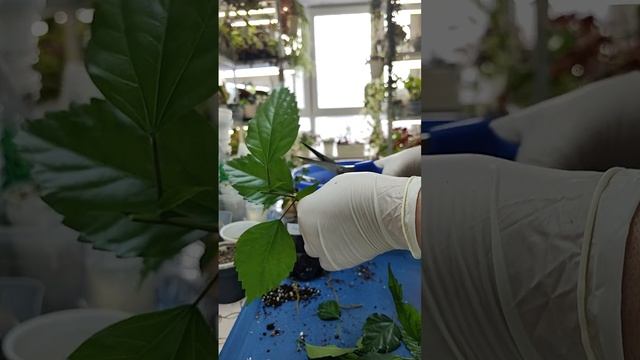 Причесываю гибискусы, обрезаю, пересаживаю☘️🌺☘️☘️🌺