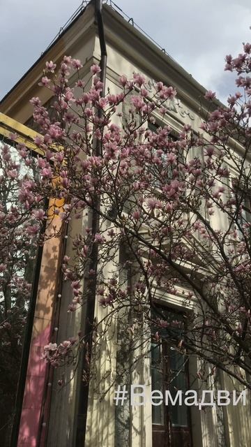 Магнолия цветёт…