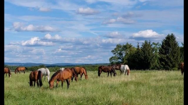 В Кондольском поле