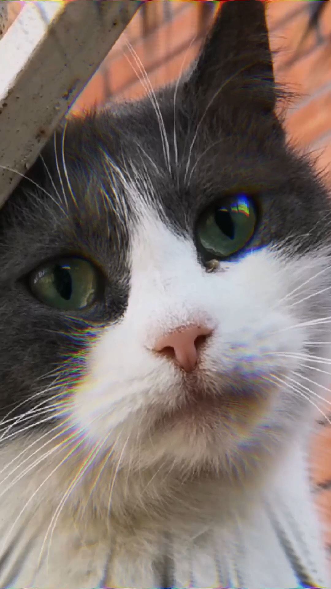Киска что надо 🟢🔵 котянка разноглазка