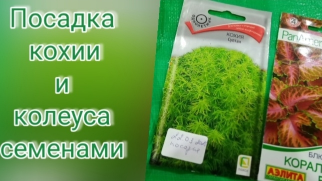 Правильная посадка кохии и колеуса семенами.