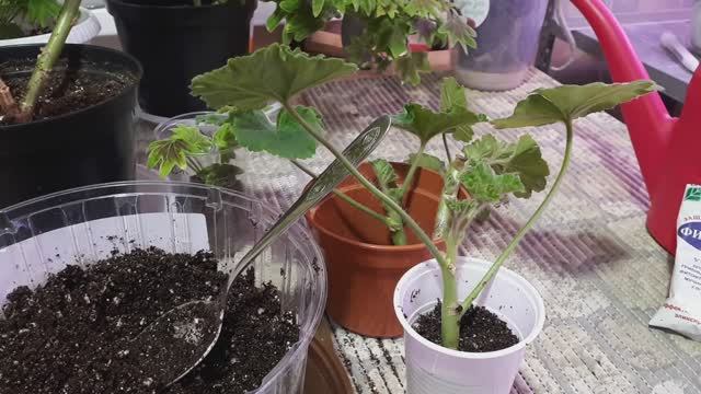 Грамм на литр и Черная ножка Пеларгонии не Страшна!!!