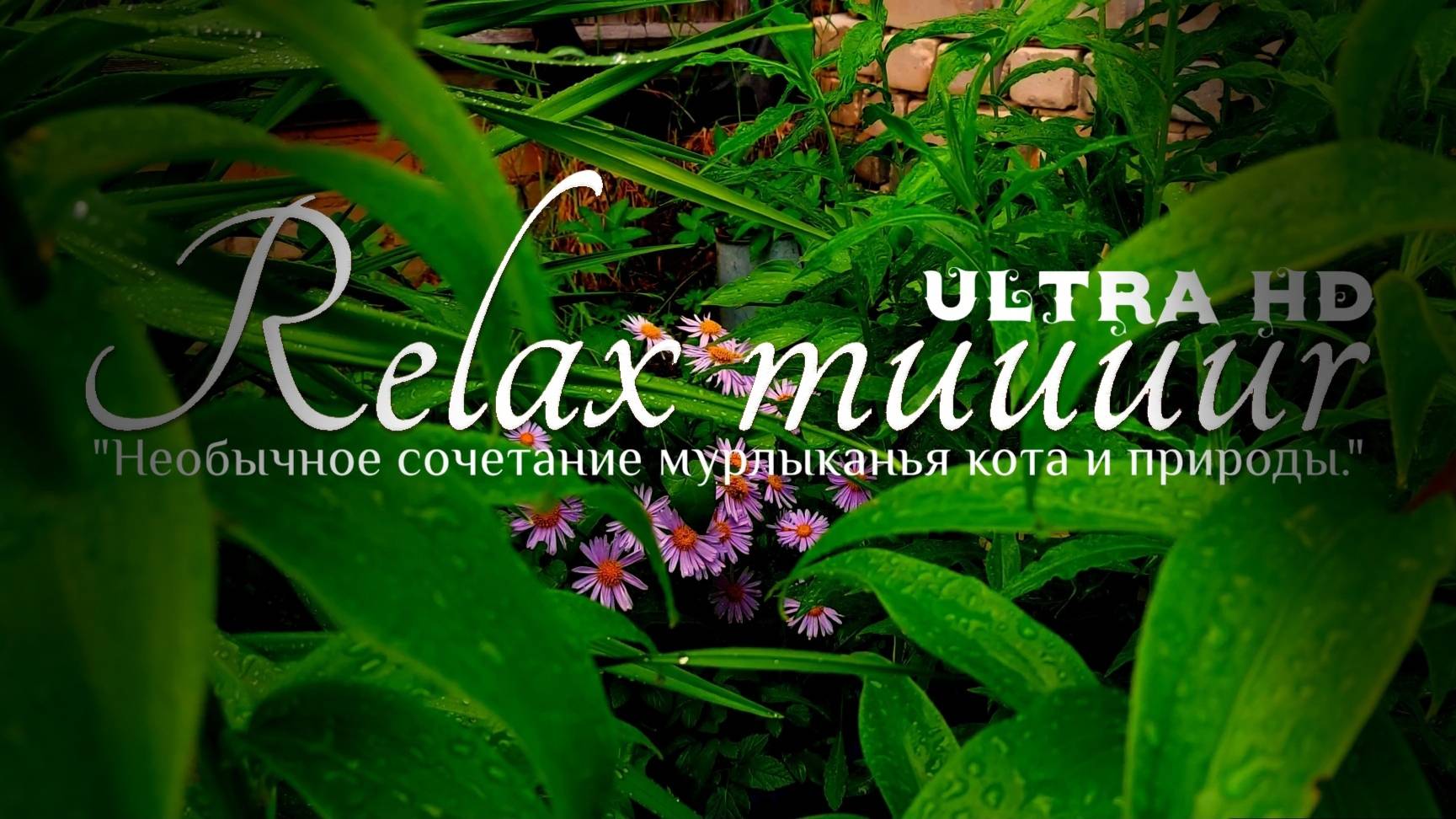 "Покой и умиротворение: муууур и астра для души"