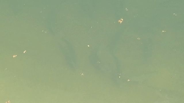 Пелядь в пруду