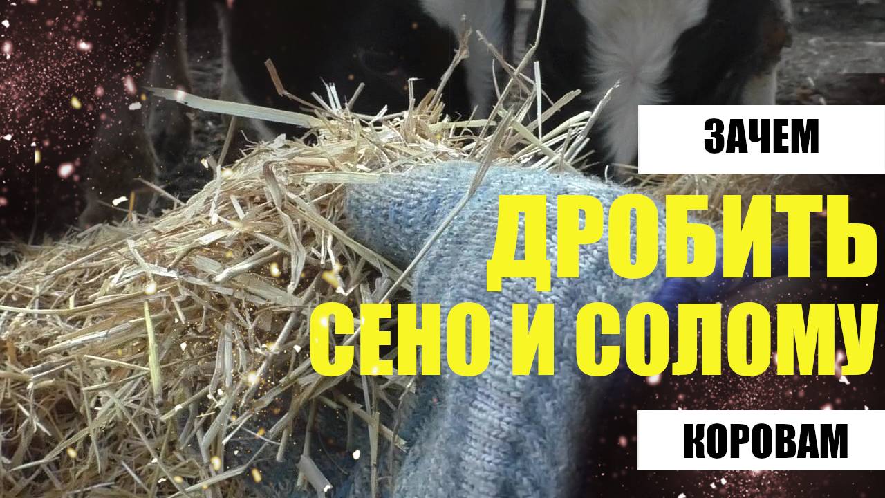 Зачем дробить солому или сено для коров