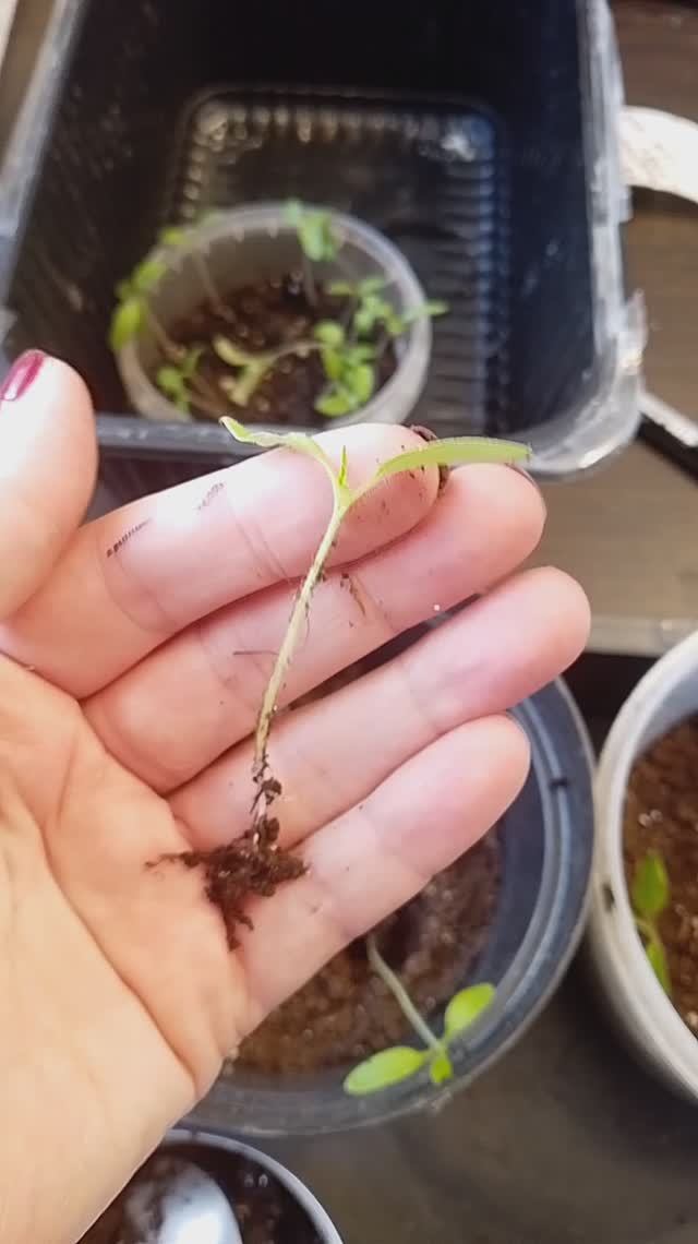 Как просто заглубить вытянувшуюся рассаду томатов!?