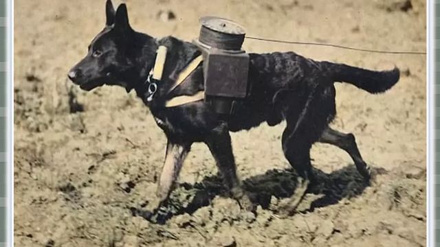 Фронтовые собаки