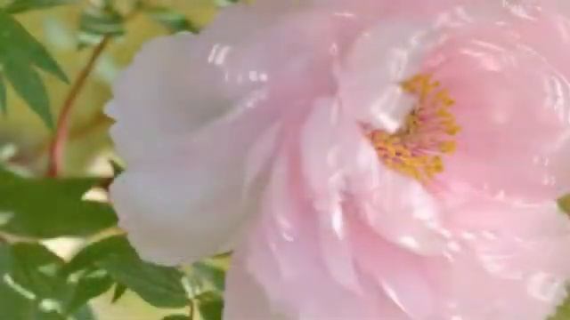 Огоньки любви слова Натали Аникеева Автор видео Нина Рудакова