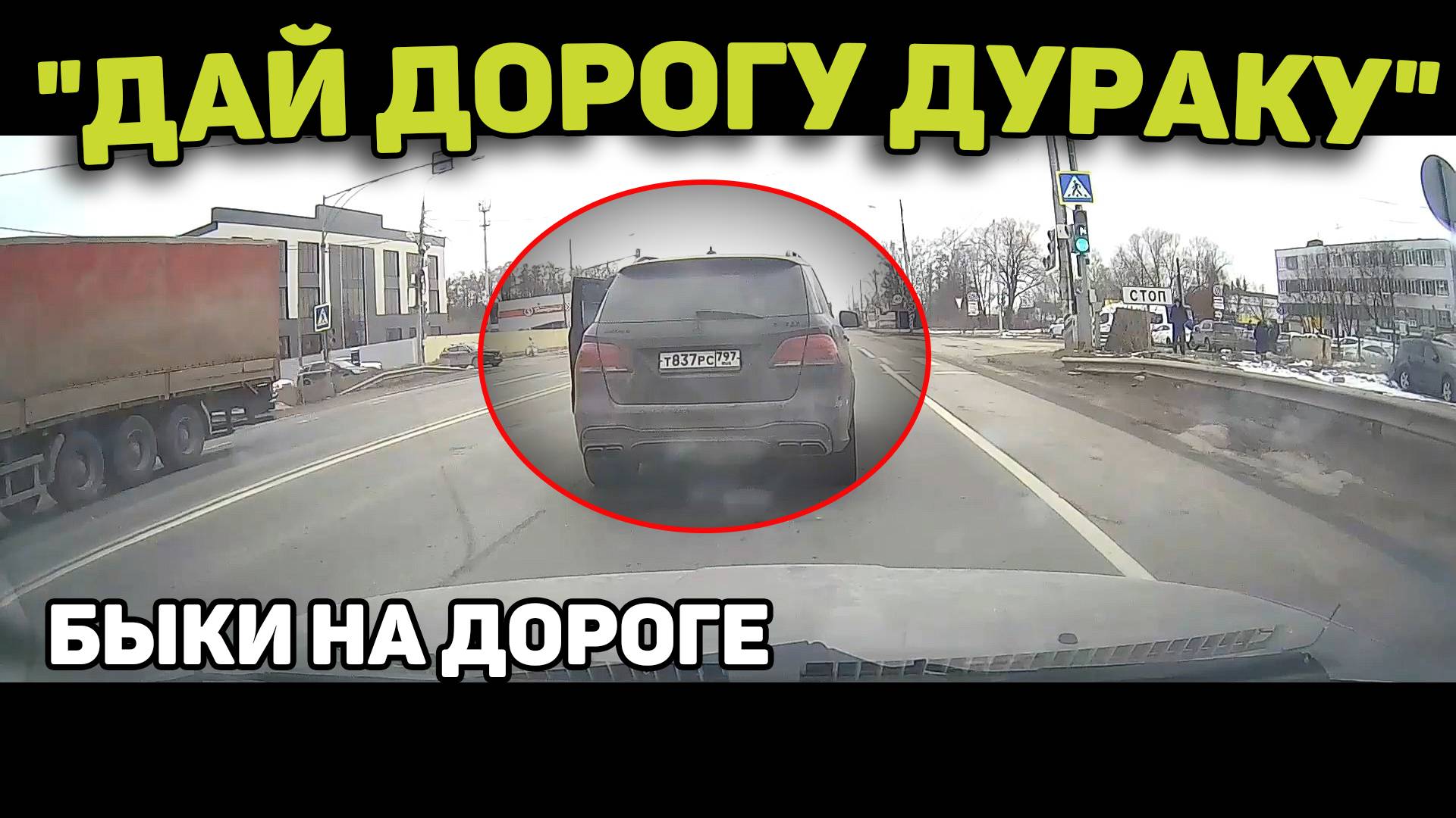 Автоподборка "Дай Дорогу Дураку"🐂Бык На Дороге#450