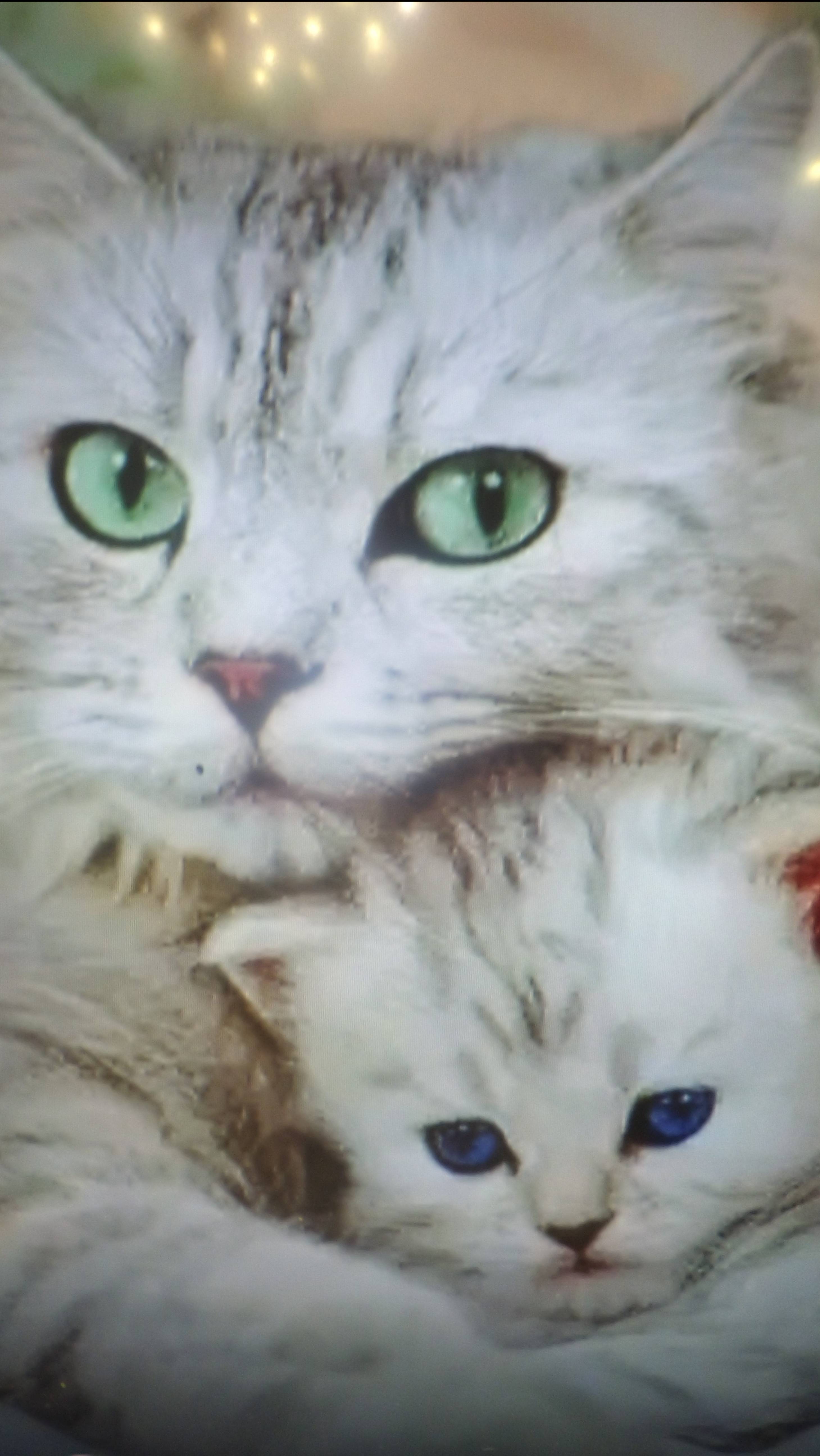 Лёва кушает вишню(=•ェ•=)