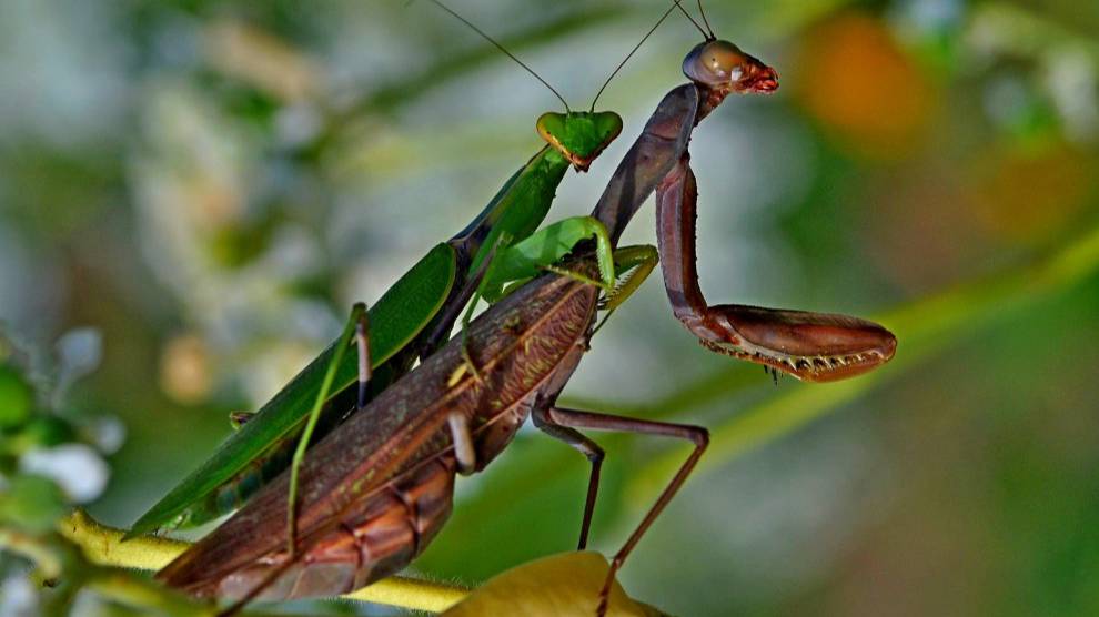 5 Животных с убийственным сексом