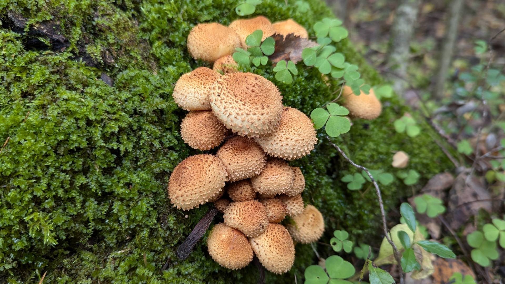 Чешуйчатка обыкновенная (Pholiota squarrosa). Как выглядит гриб на месте произрастания.