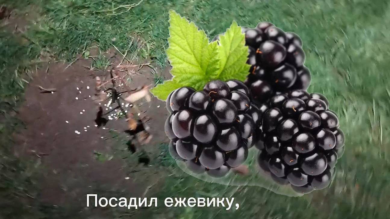 Посадил ежевику. Садовод и огородник. №1 | ежевика