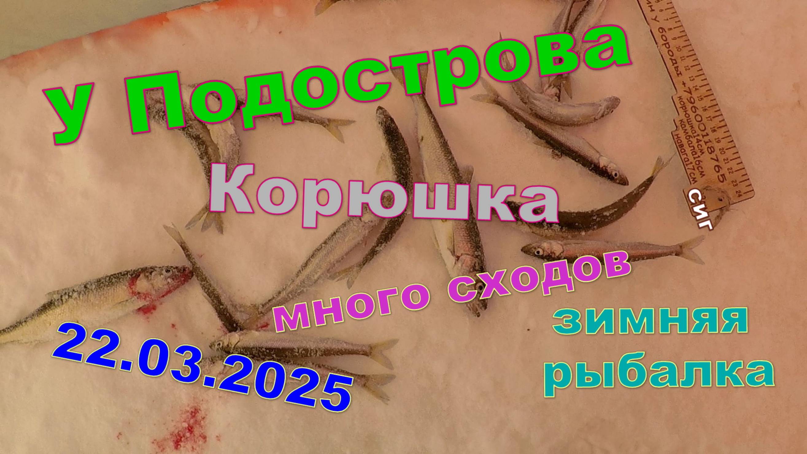 Корюшка у Подострова. 22.03.2025 в палатке. Зимняя рыбалка на Северной Двине.