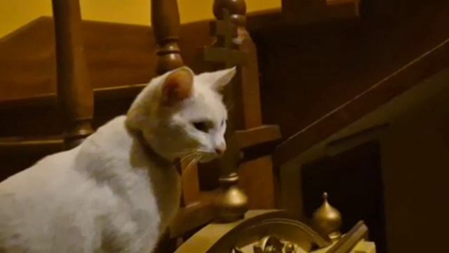 Наш Снежок в Крестопоклонную неделю показывает, как надо любить и почитать Крест Господень