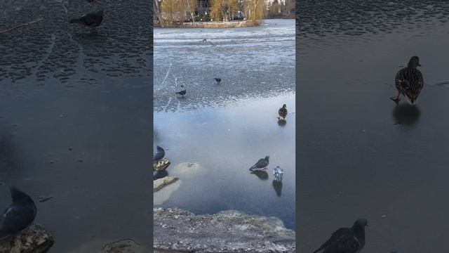 Жизнь кипит!Весна в разгаре!У птиц подготовка к брачному сезону