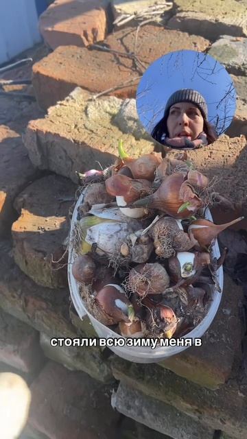 Чудо на даче