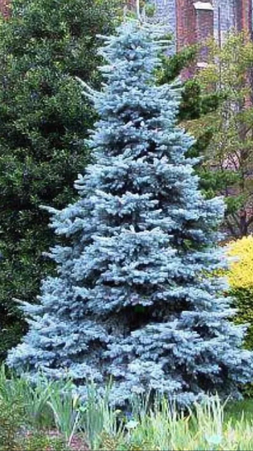 Ель голубая из семян
