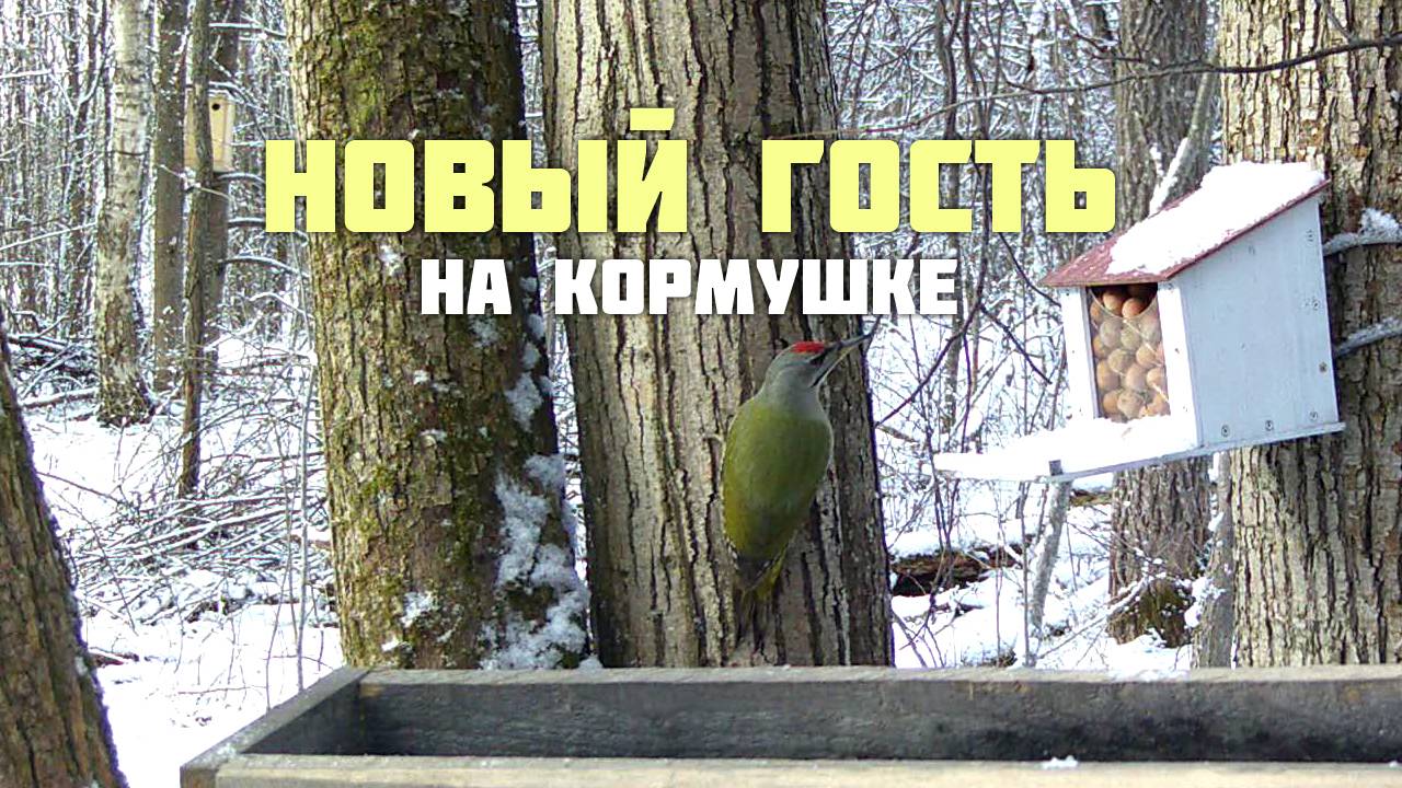 Новый гость на кормушке